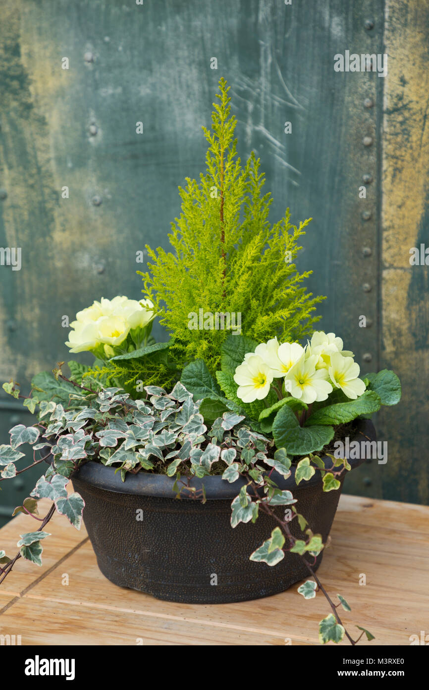 Variegated conifer hi-res stock photography and images - Alamy