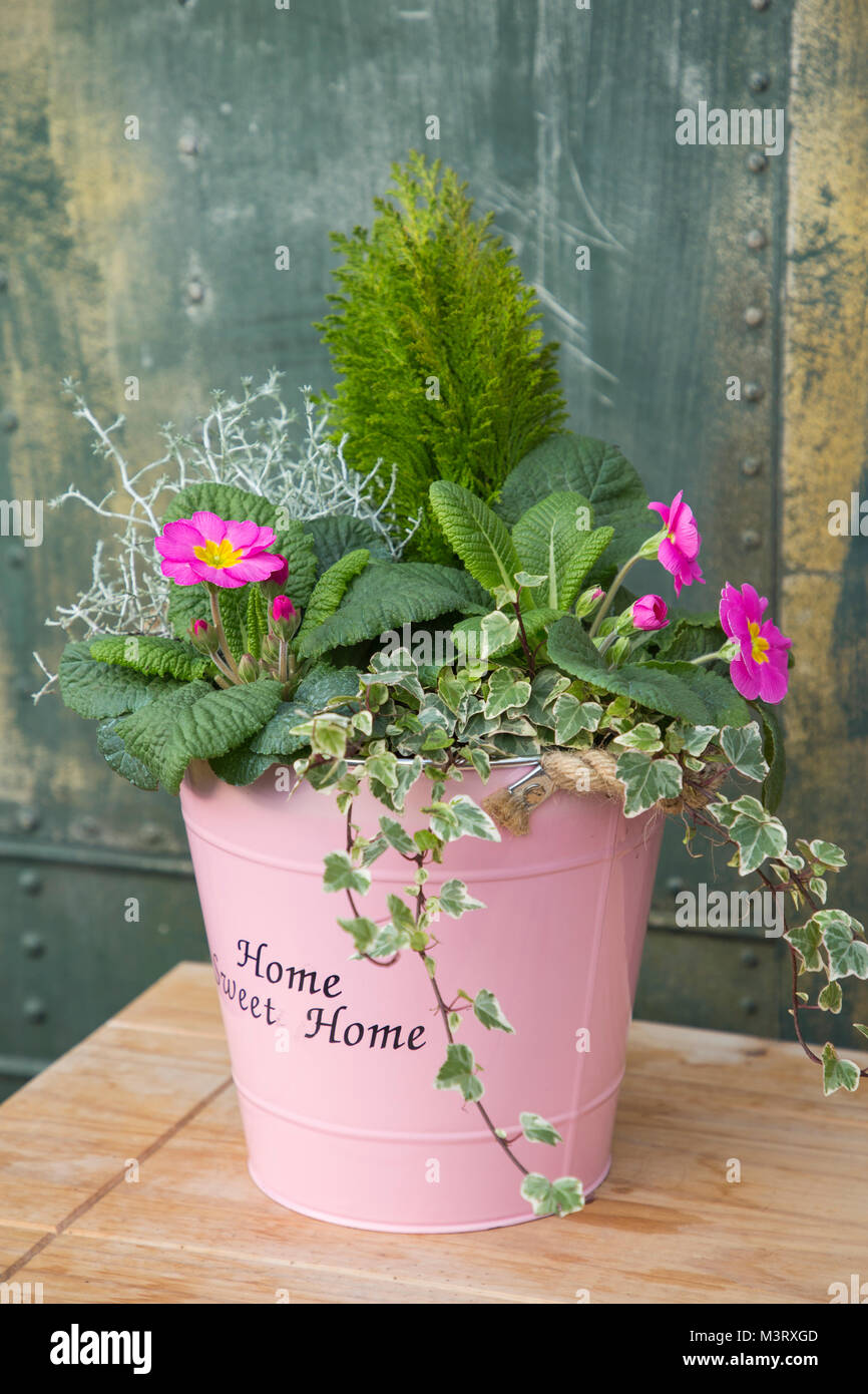 Pink bucket planted with pink Primula, Variegated Ivy, Conifer and ...