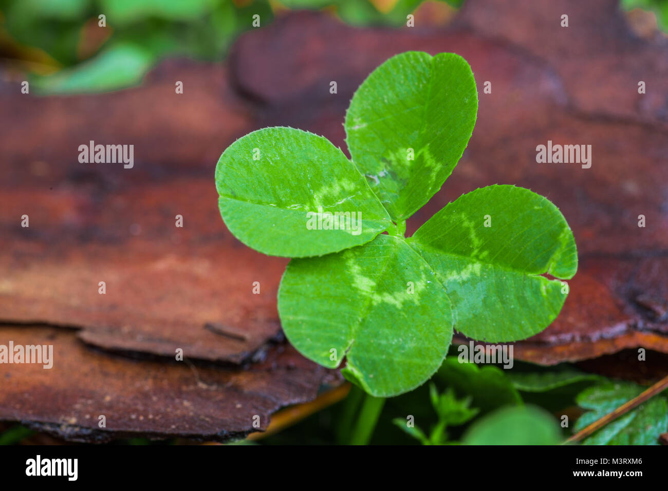 Horizontal macro photo of a bright green 4-leaf clover on the right ...