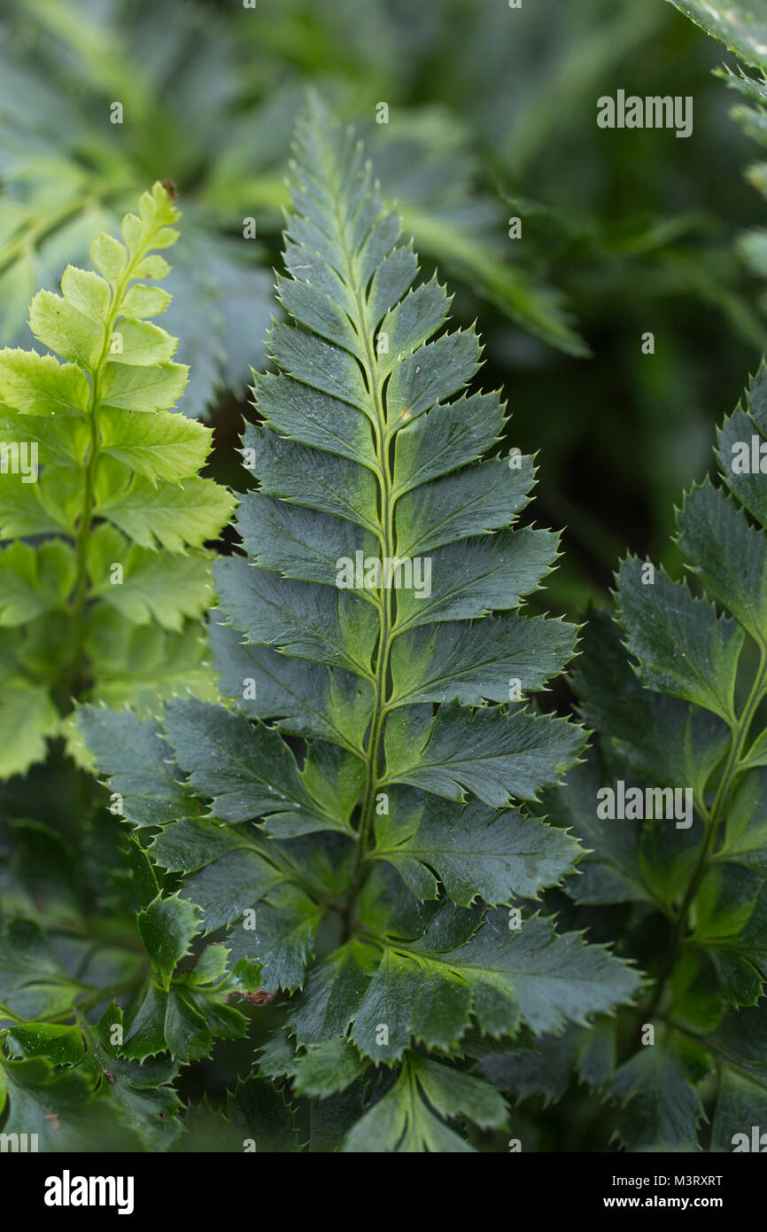 Arachnoides aristata 'Variegata' Stock Photo - Alamy