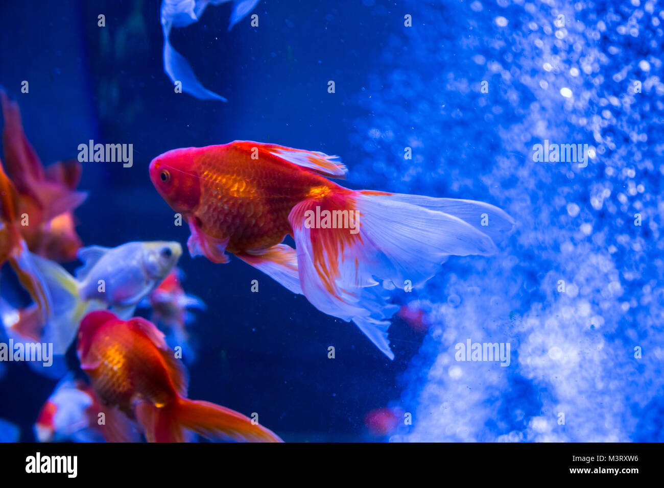 Tropical and aquarium goldfish in blue water. Beautiful background of ...