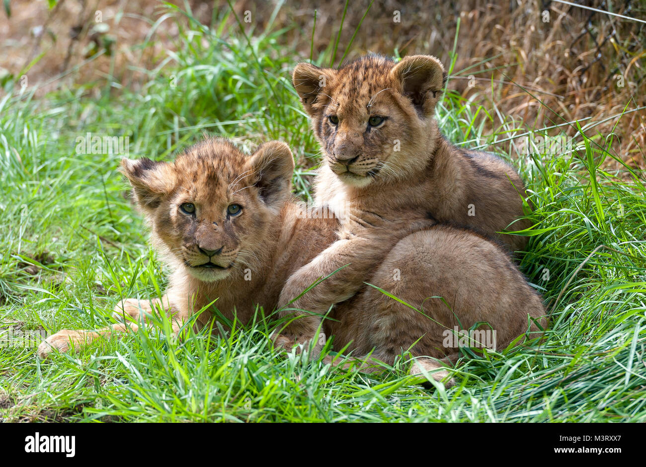 Playful lion cubs hi-res stock photography and images - Alamy