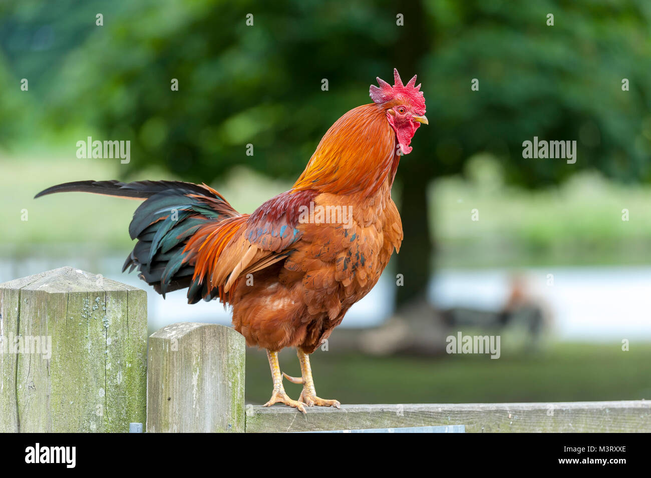 Red Rooster perches on a farm gate surveying the scene. Also known as a ...