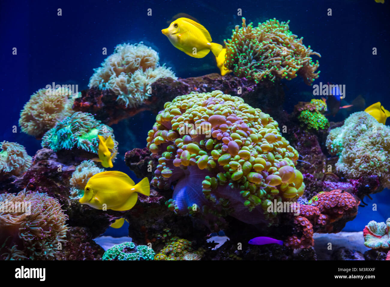 Tropical fish butterfly and corals. Beautiful background of the ...