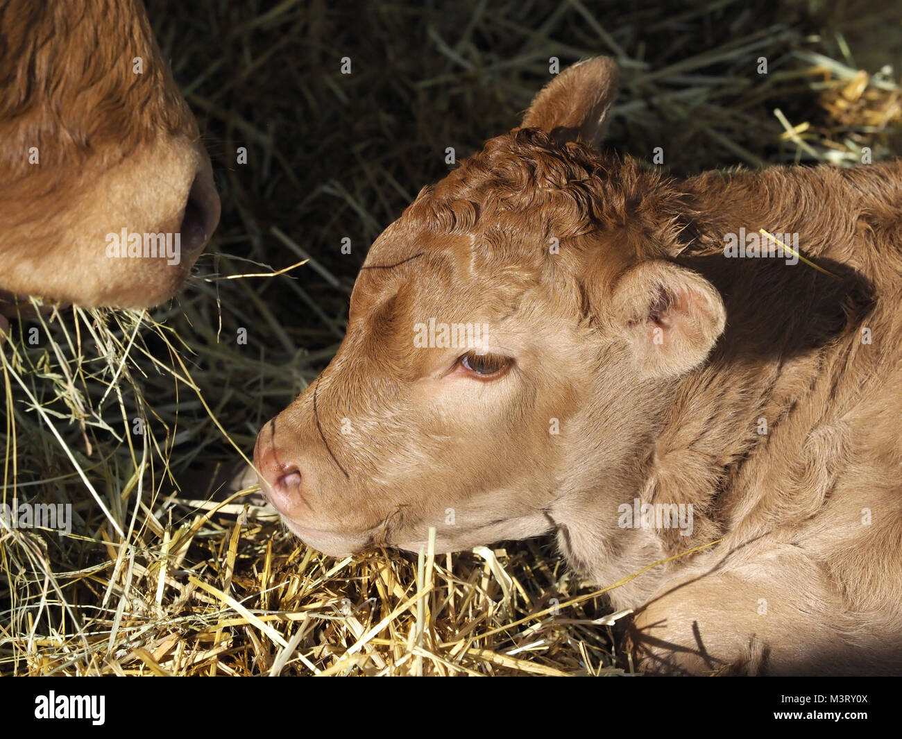 New born calf Stock Photo - Alamy