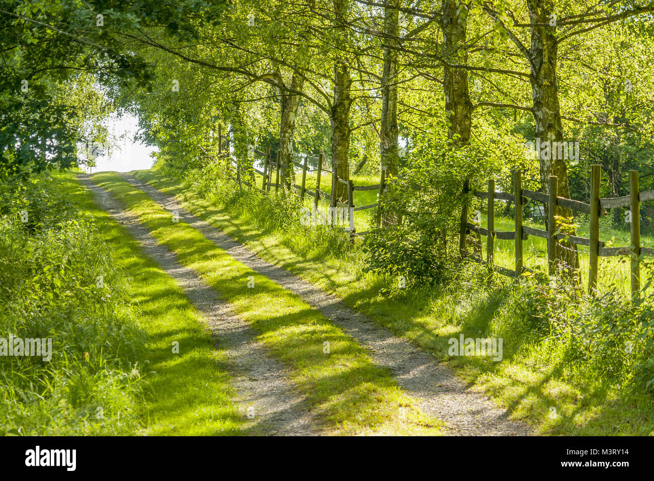 idyllic field path at spring time in Southern Germany Stock Photo - Alamy