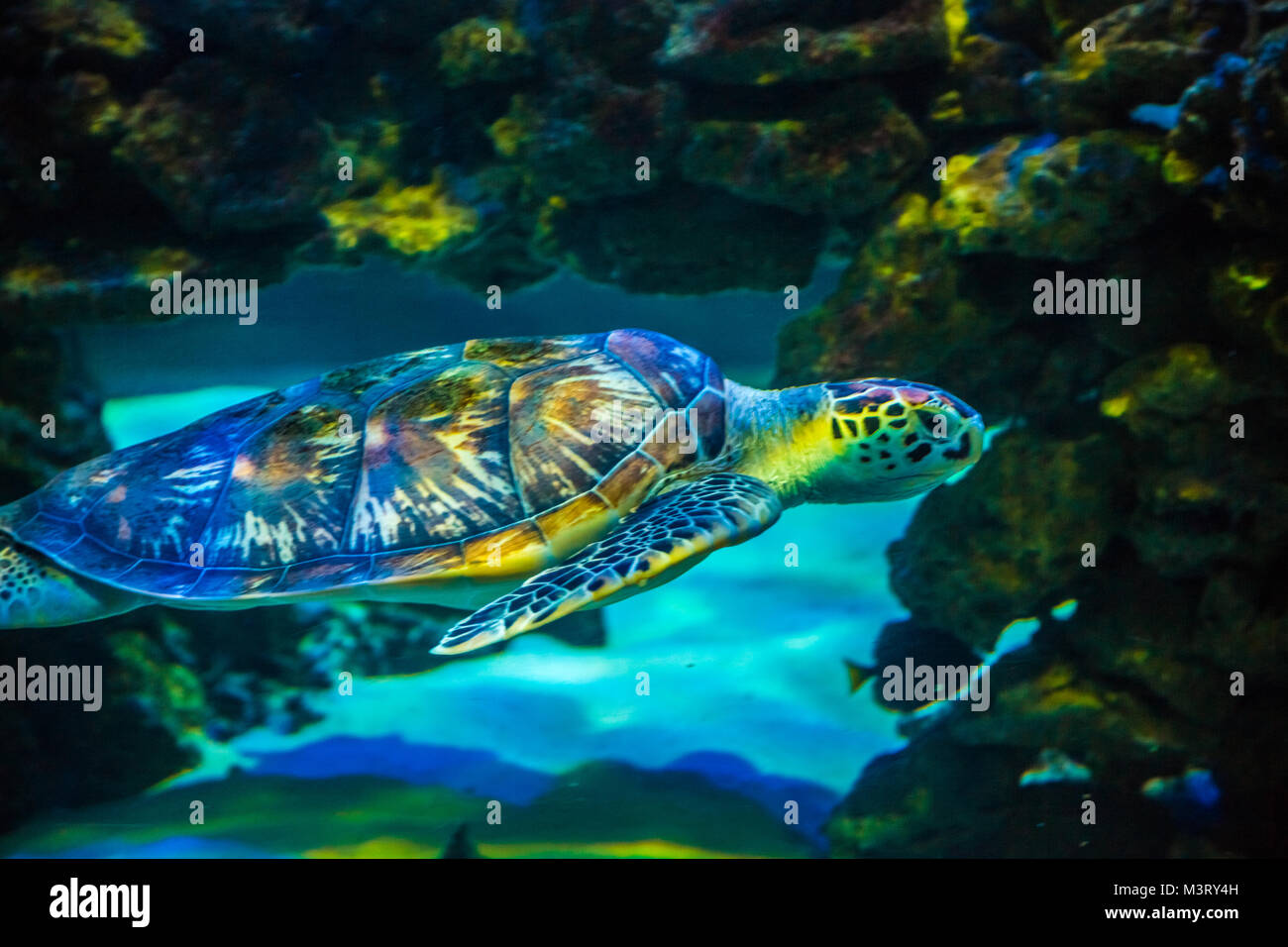 Tropical sea tortoise in blue water. Beautiful background of the ...