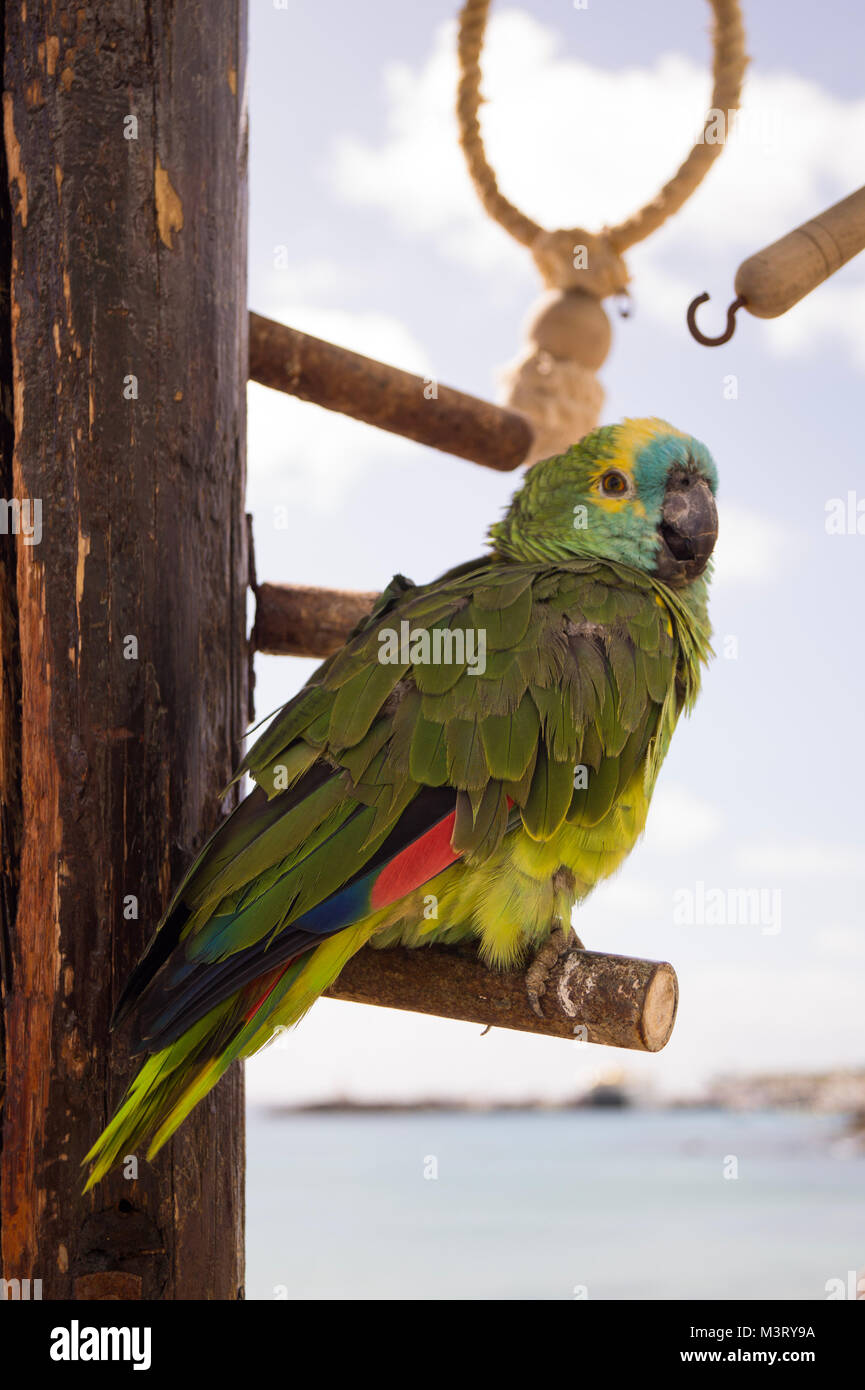 Copycat animals hi-res stock photography and images - Alamy