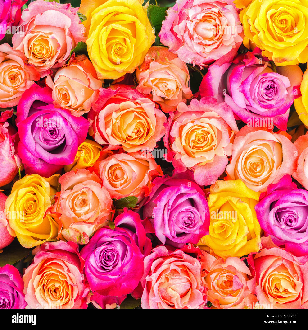 beautiful colorfull rose flowers like festive background, close up ...