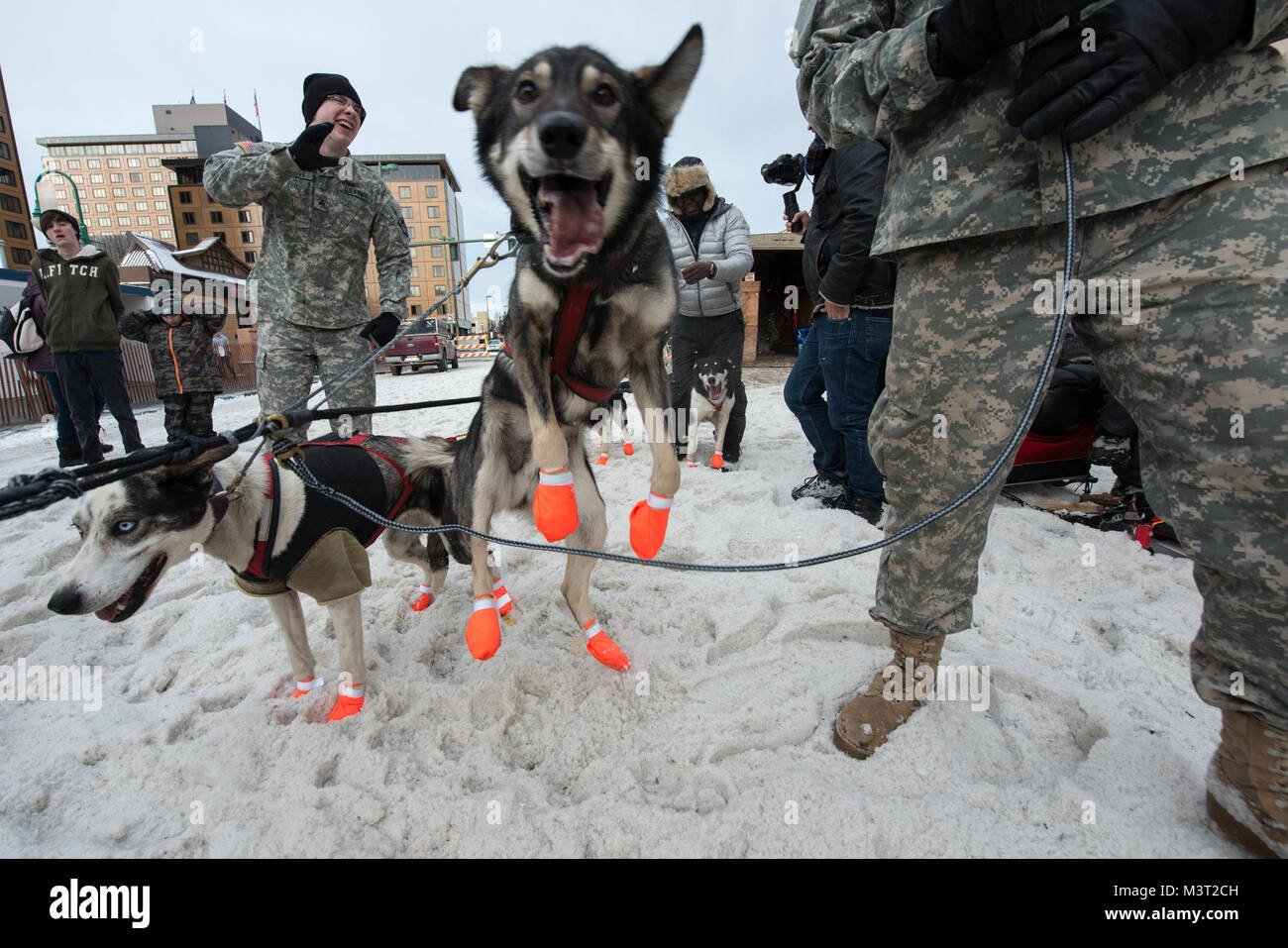 A Battle Dawgs' sled dog shows his excitement before the ceremonial ...