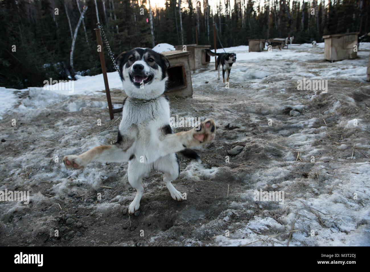 Blue Black Kennel Alaska