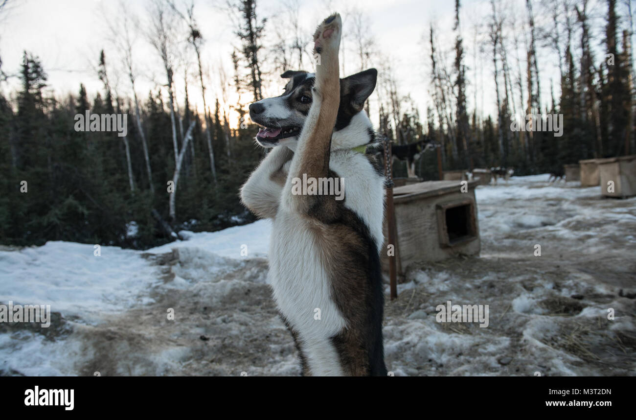 A sled dog stands on two legs at the Battle Dawgs kennel, Big Lake ...