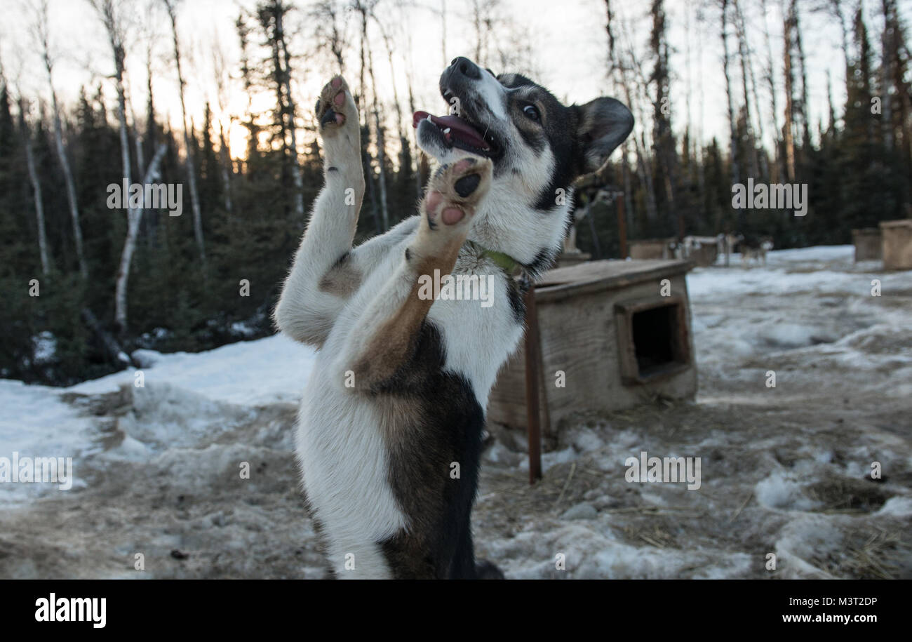 A sled dog stands on two legs at the Battle Dawgs kennel, Big Lake ...