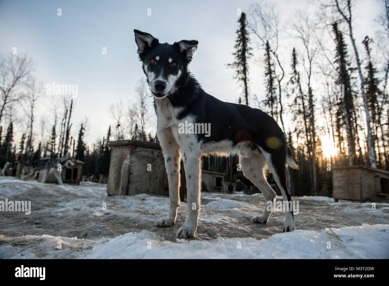 Blue Black Kennel Alaska