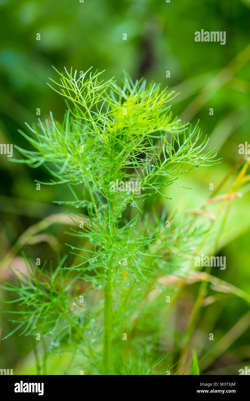 Chamomile in dew hi-res stock photography and images - Alamy