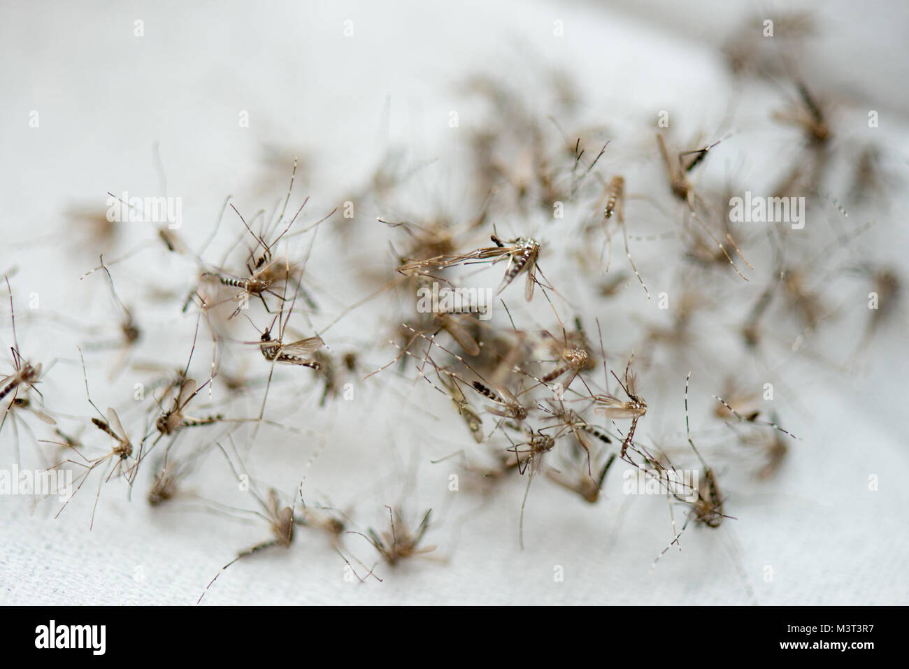 The Aedes mosquito can spread serious diseases such as dengue fever ...