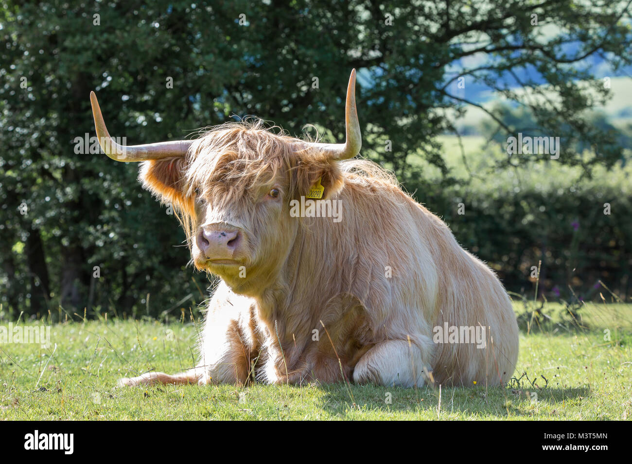Detailed, front view close up of Highland cow (bull) isolated in sunlit ...
