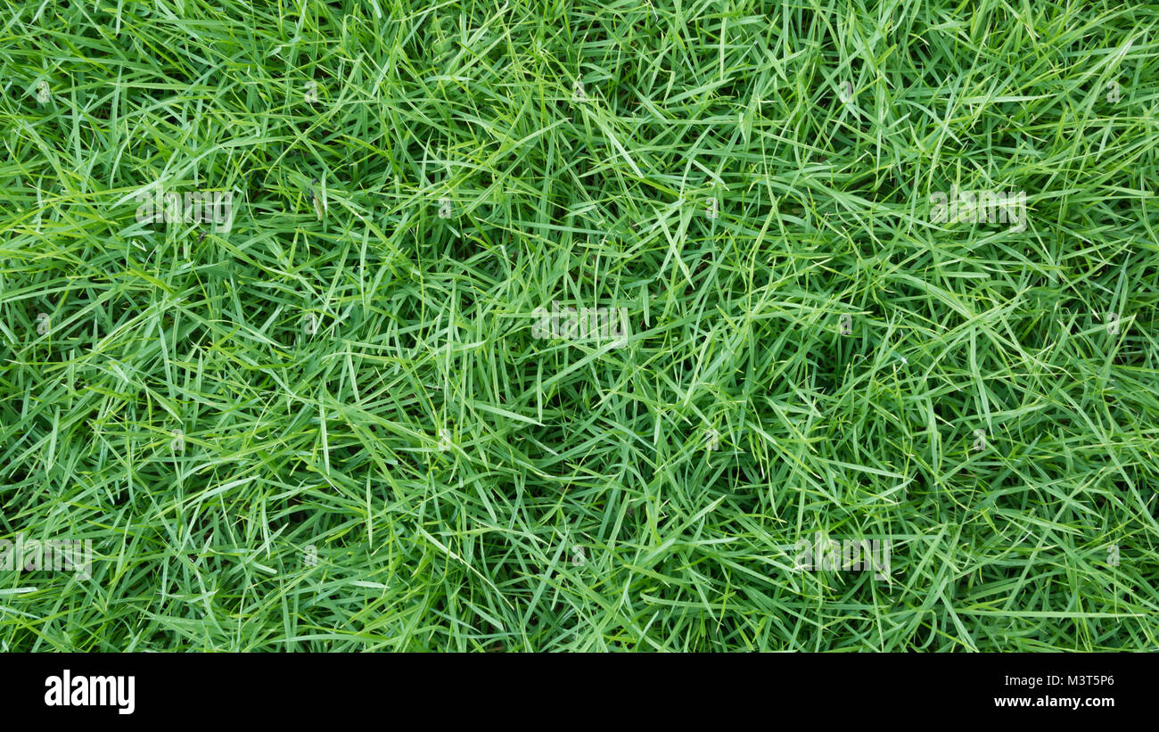fresh spring green grass natural background texture Stock Photo - Alamy