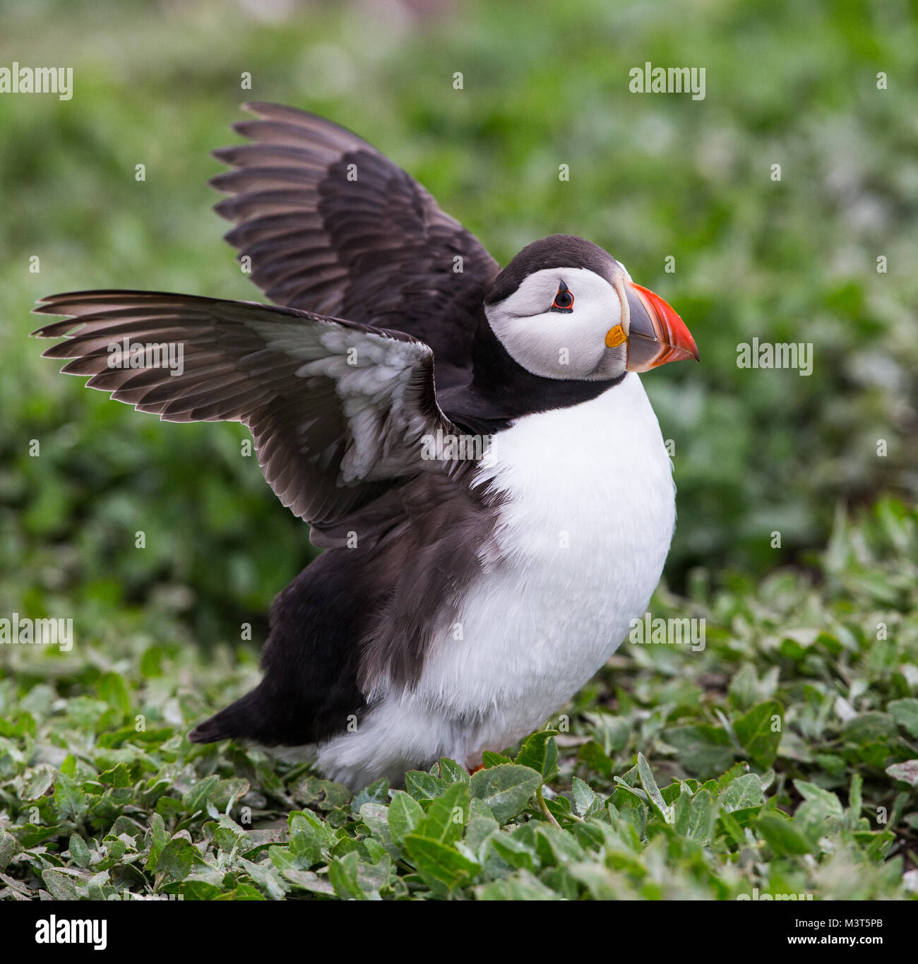 Puffin flapping wings Stock Photo - Alamy
