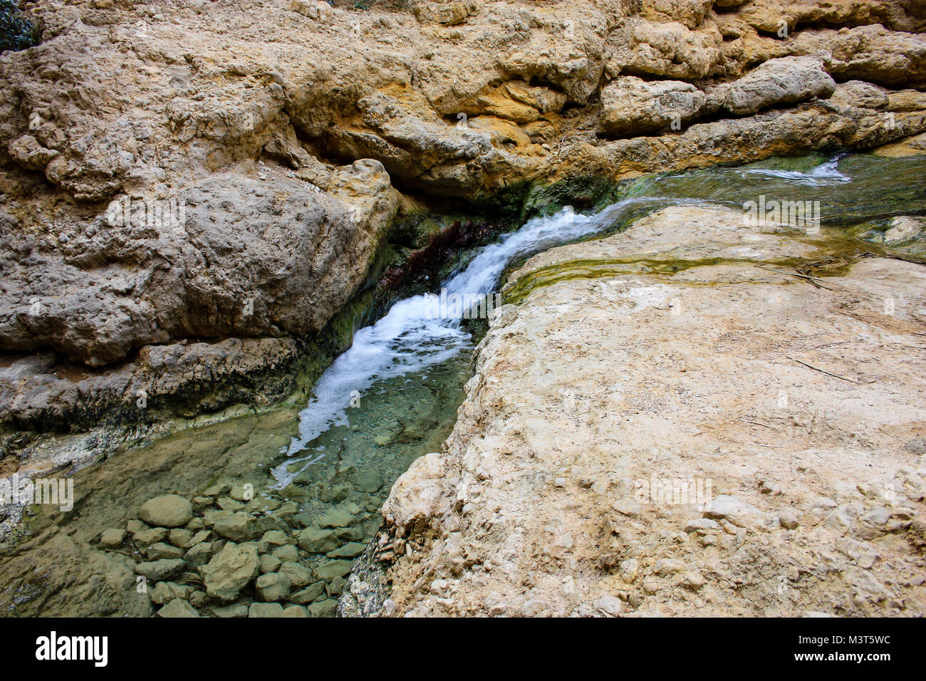 Nature in the Wadi Bokek reserve of the Judean desert in Israel Stock ...