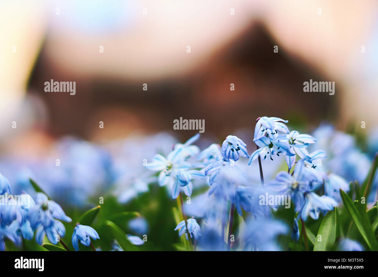 Image of Scandinavian spring with beautiful blue scilla siberica ...