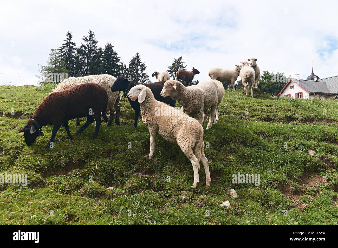 Sheep with long ears hi-res stock photography and images - Alamy
