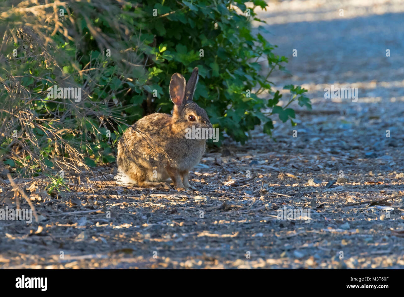 Rabbit hiding along path at Los Angeles park Stock Photo - Alamy