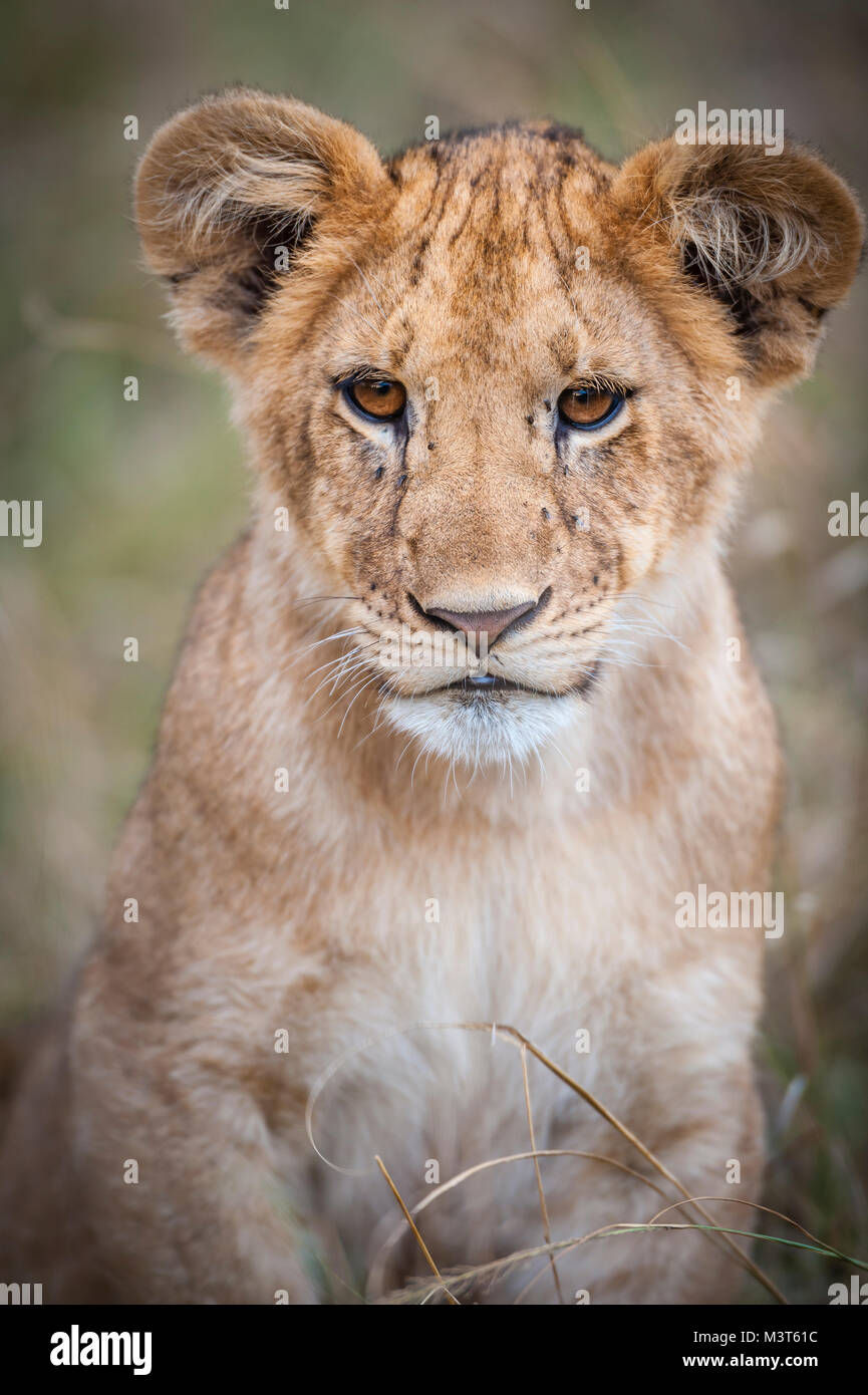 Curious lion cub portrait Stock Photo - Alamy