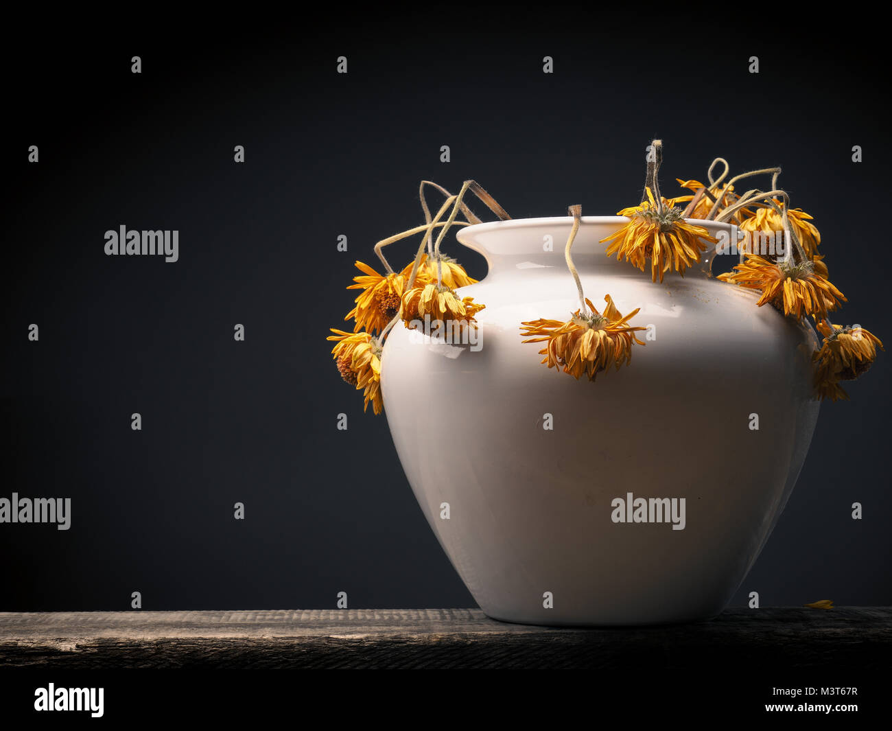 Withered yellow daisy flower on a dark background Stock Photo - Alamy