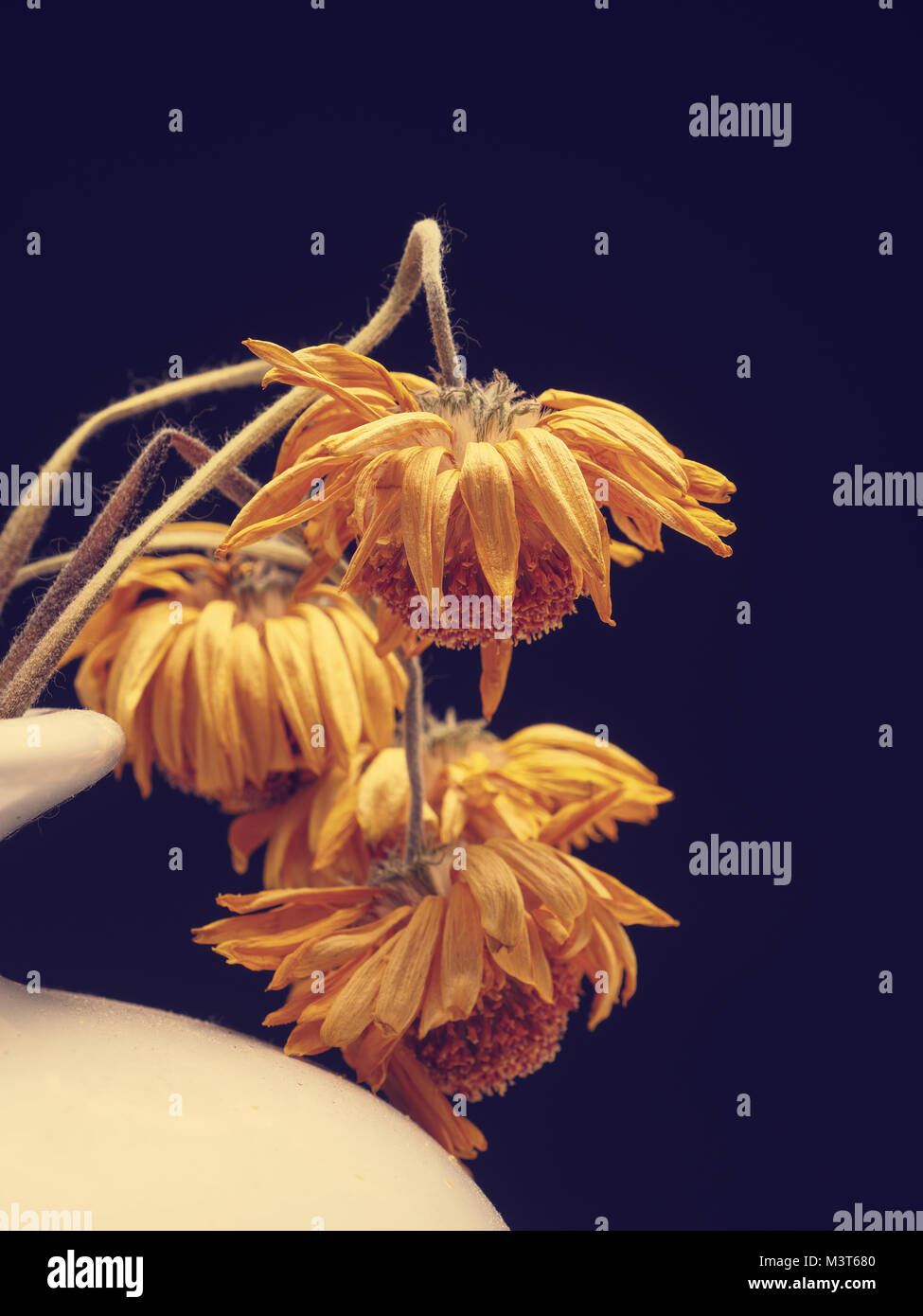 Withered yellow daisy flower on a dark background, Vintage color ...