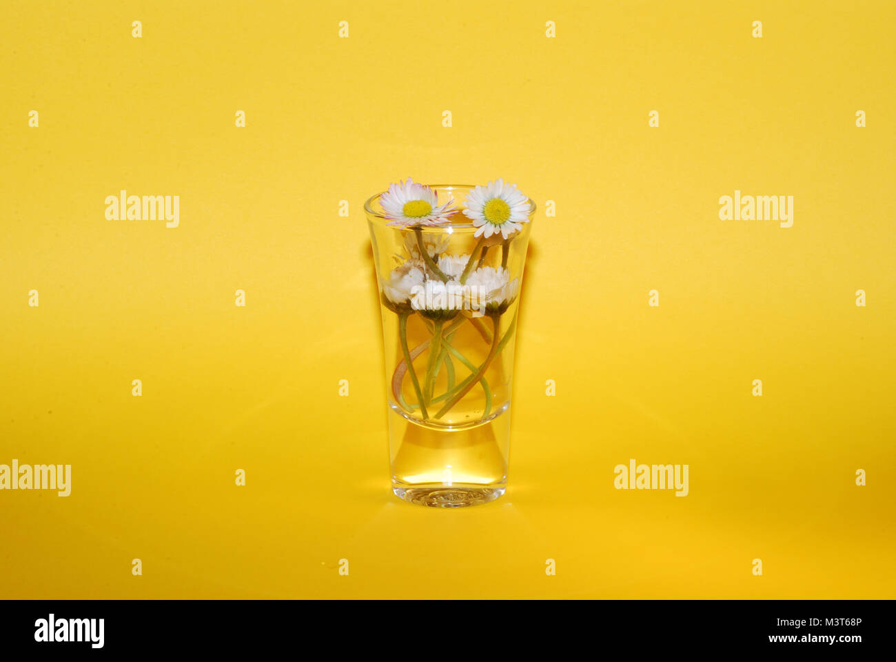 fresh daisy in a small glass Stock Photo - Alamy