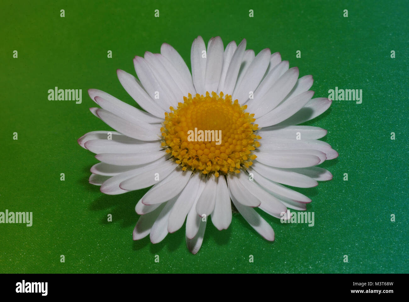 fresh daisy on green background Stock Photo - Alamy