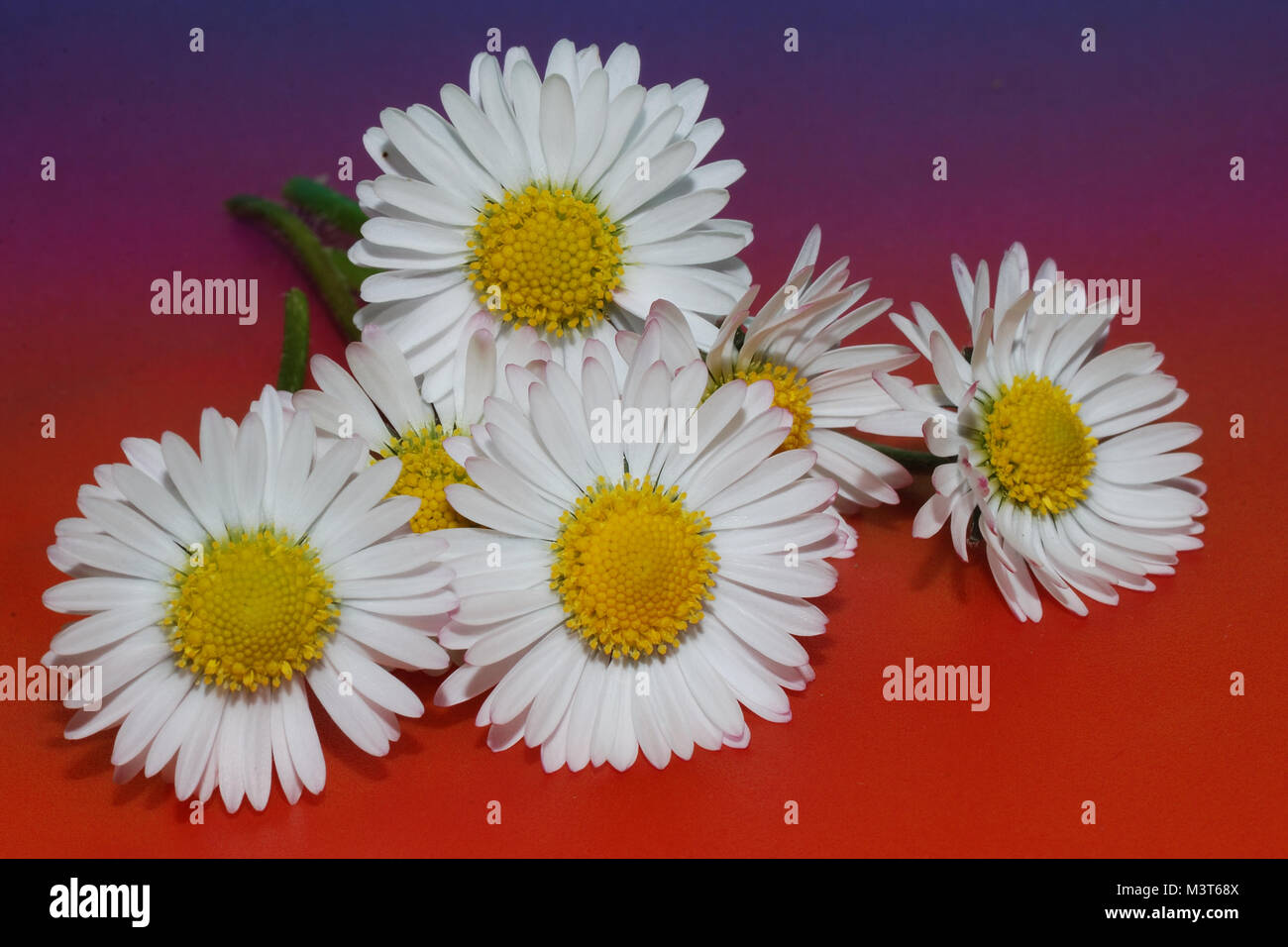 fresh daisy on colored background, red, blue Stock Photo - Alamy