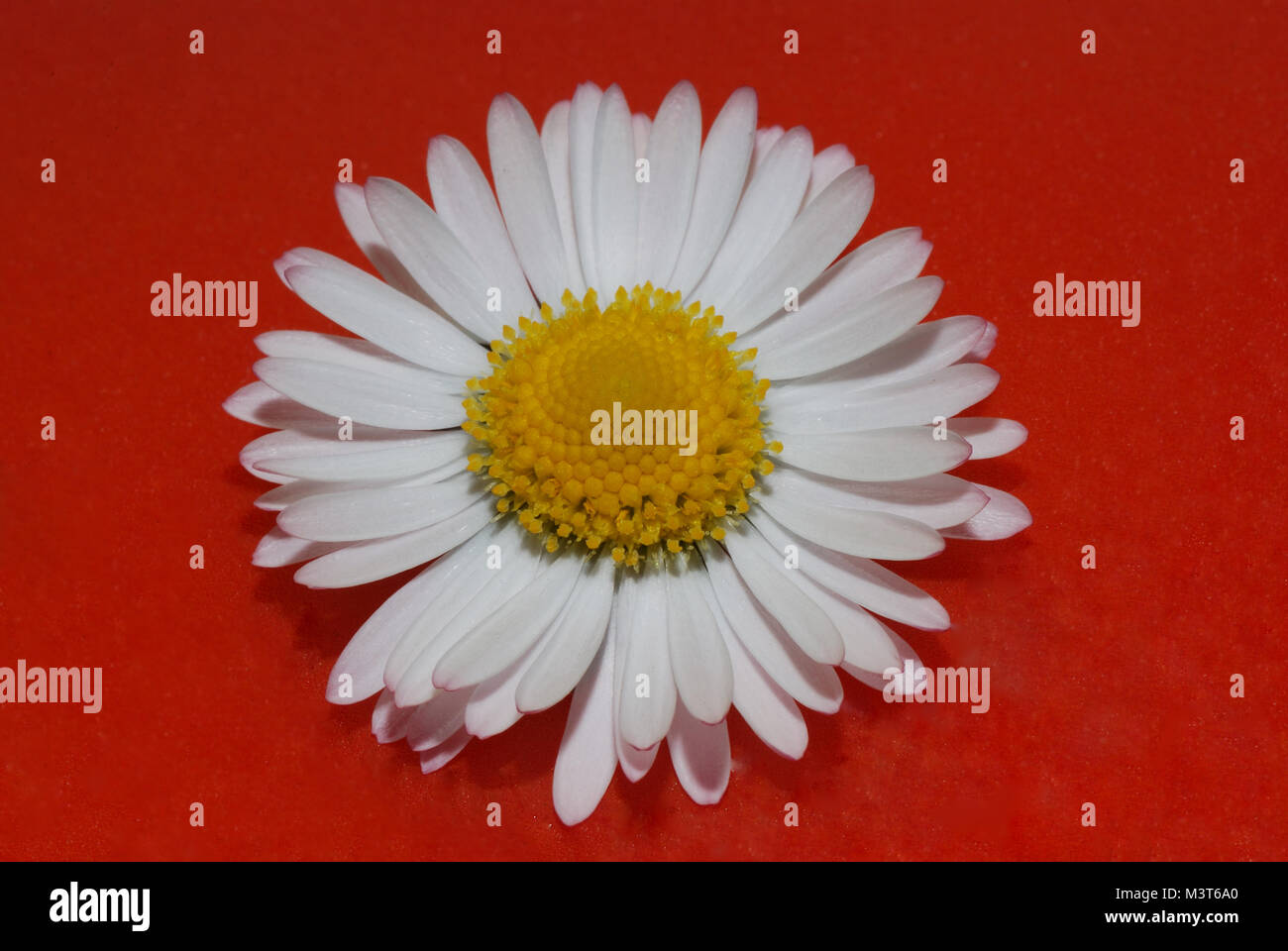 great view of a fresh daisy on red background Stock Photo - Alamy