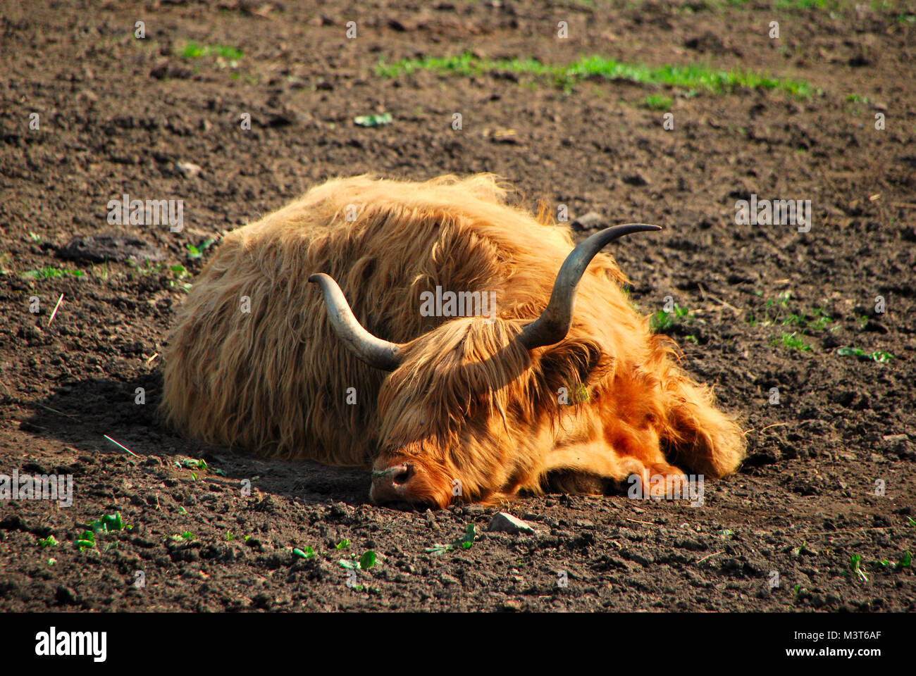Highland cow evening sun hi-res stock photography and images - Alamy