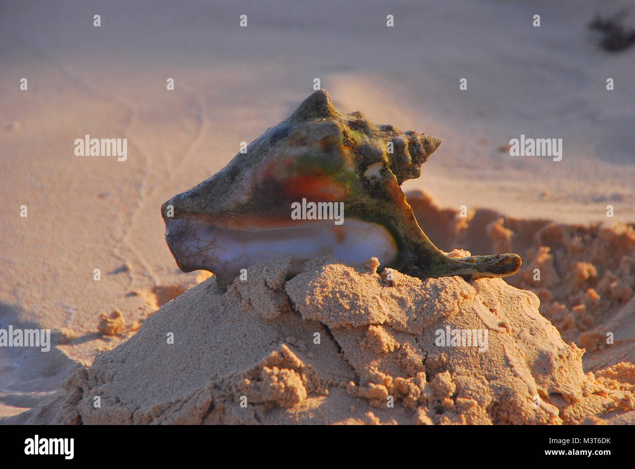 Nice Background Starfish High Resolution Stock Photography and Images ...