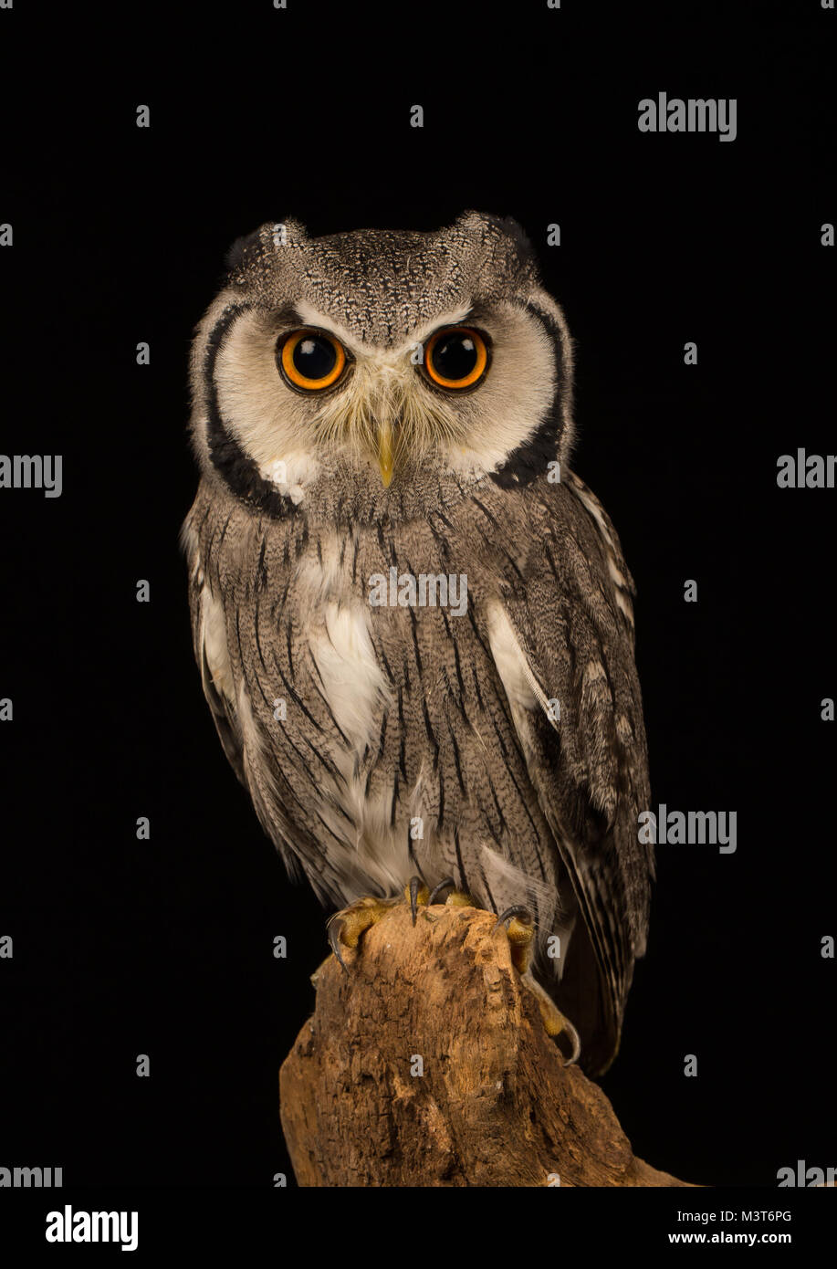 White Faced Owl Stock Photo - Alamy