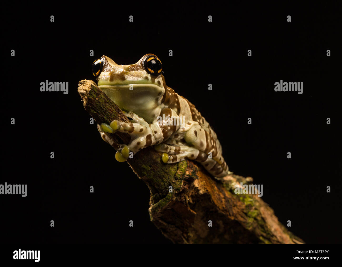 Milk frog hi-res stock photography and images - Alamy