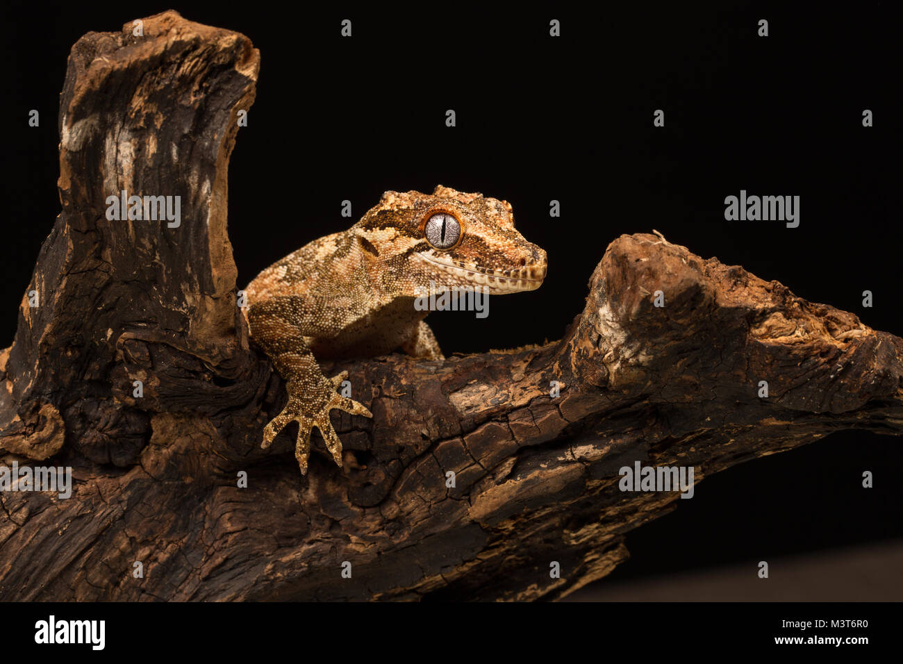 Gargoyle Gecko Stock Photos & Gargoyle Gecko Stock Images - Alamy