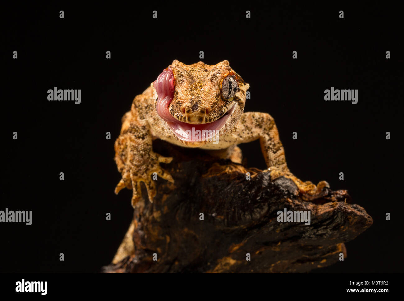 Gecko reptile lizard gargoyle hi-res stock photography and images - Alamy