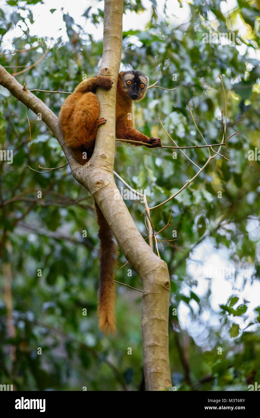 Red Lemur - Eulemur rufus, Tsingy de Behamara, Madagascar. Cute primate ...