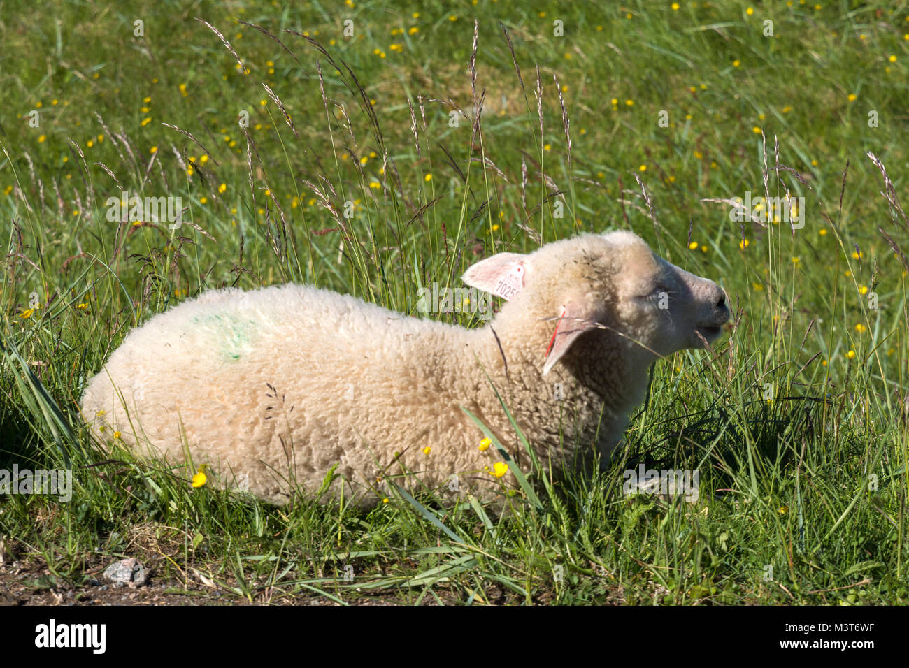 sheep resting on the grass at Andenes at lofoten islands in norway Stock Photo - Alamy