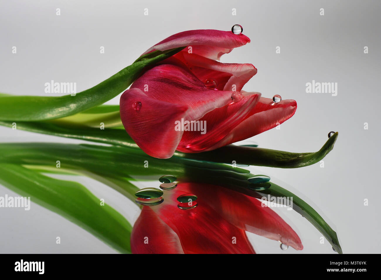 fresh red tulip with a lot of drop in the mirror Stock Photo - Alamy