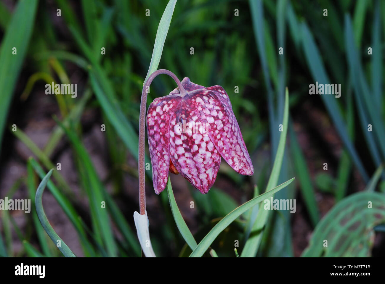 Chessboard Flower High Resolution Stock Photography and Images - Alamy