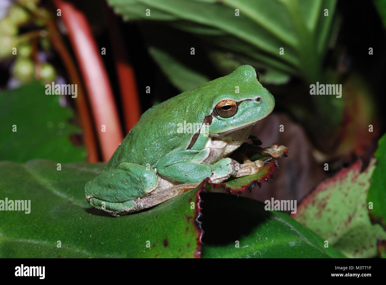 little green frog sitts at the end of a big great leaf Stock Photo - Alamy