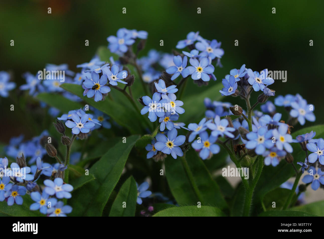 fesh blue flower forget me not bloom in the sping Stock Photo - Alamy