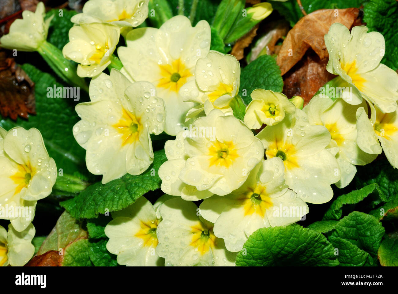 nice yellow primrose after rain with drops Stock Photo - Alamy