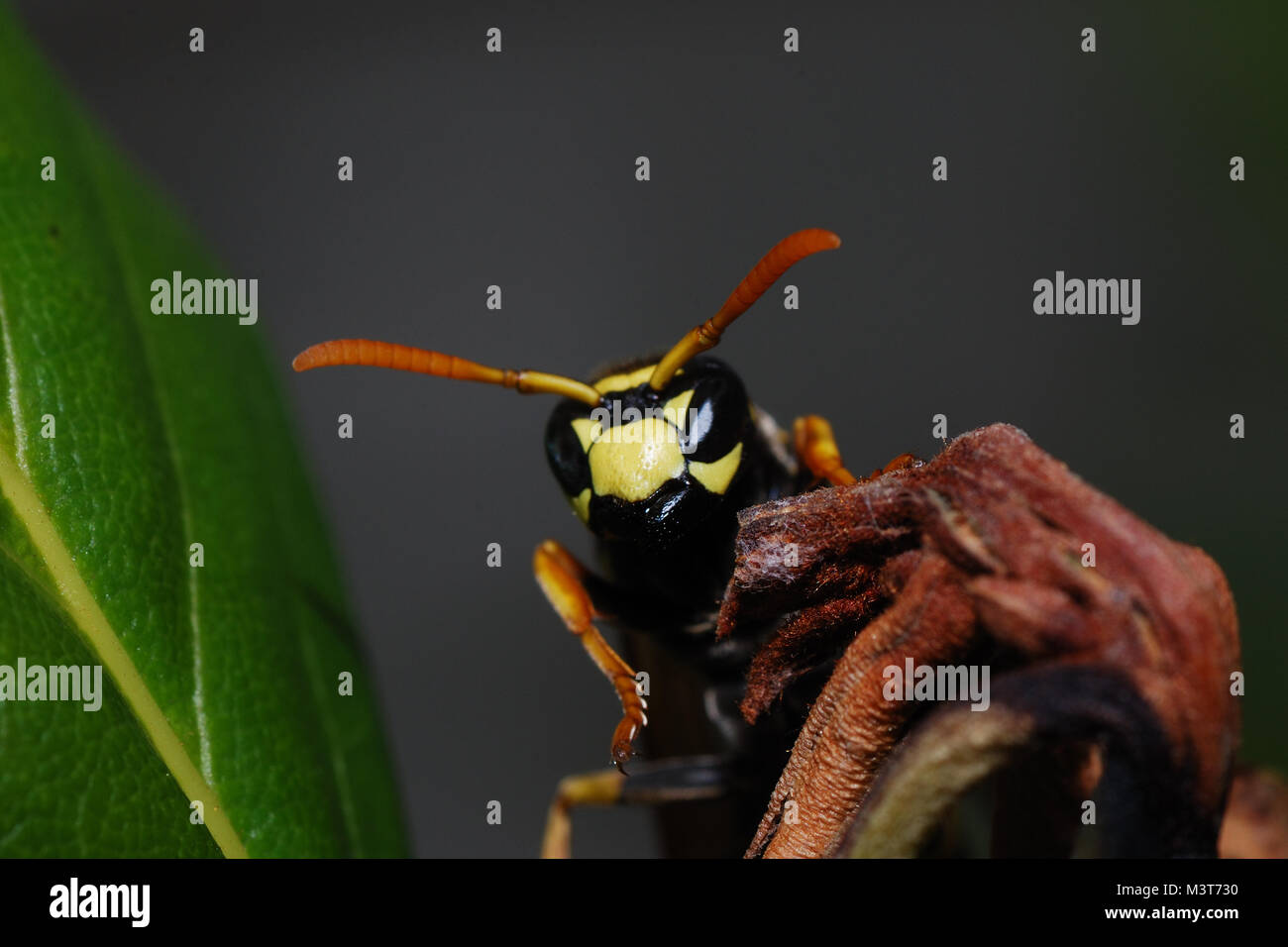 little wasp looks into the camera Stock Photo - Alamy