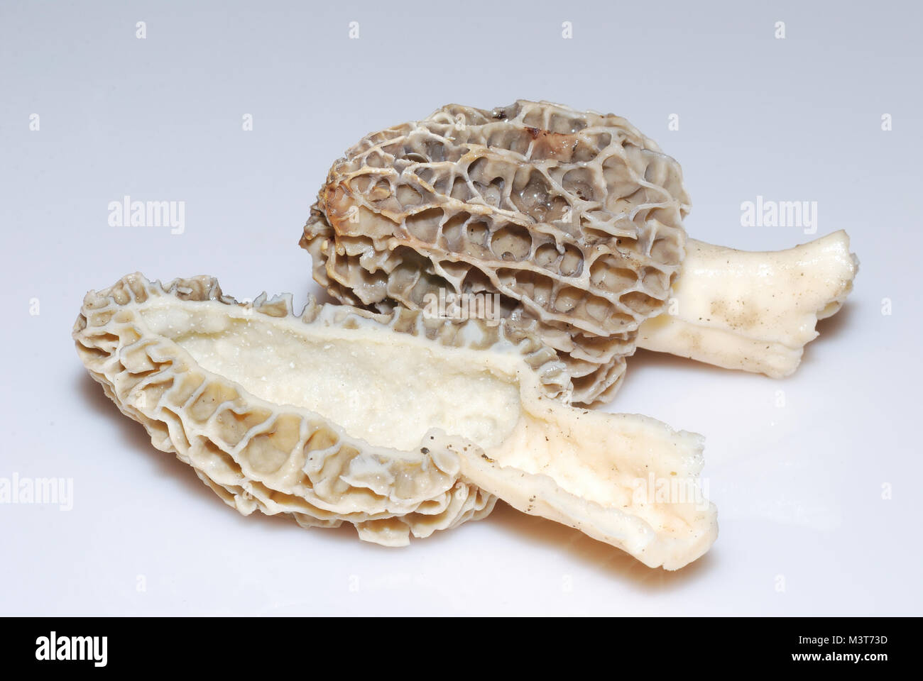 morel mushroom and spring in the forest Stock Photo - Alamy