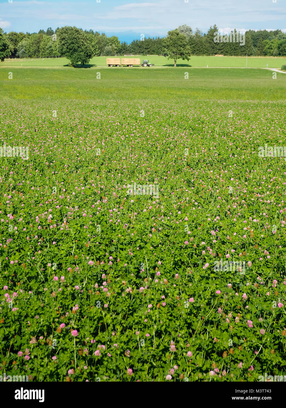 Clover field with clover plants in flower in Bavaria, Germany. Tractor with trailer passing by ...